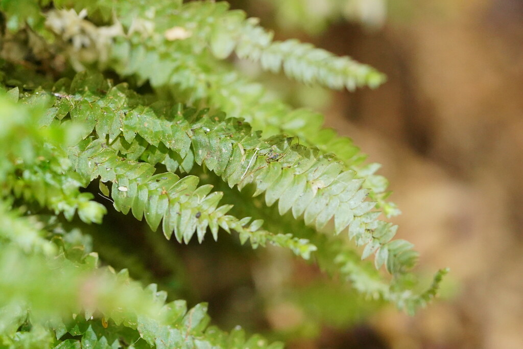 quill moss from Olinda VIC 3788, Australia on April 28, 2023 at 10:20 ...