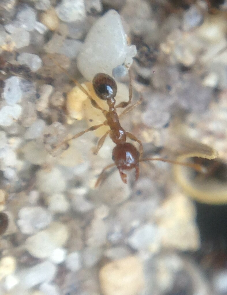 African Big-headed Ant from Perth WA, Australia on April 30, 2023 at 08 ...