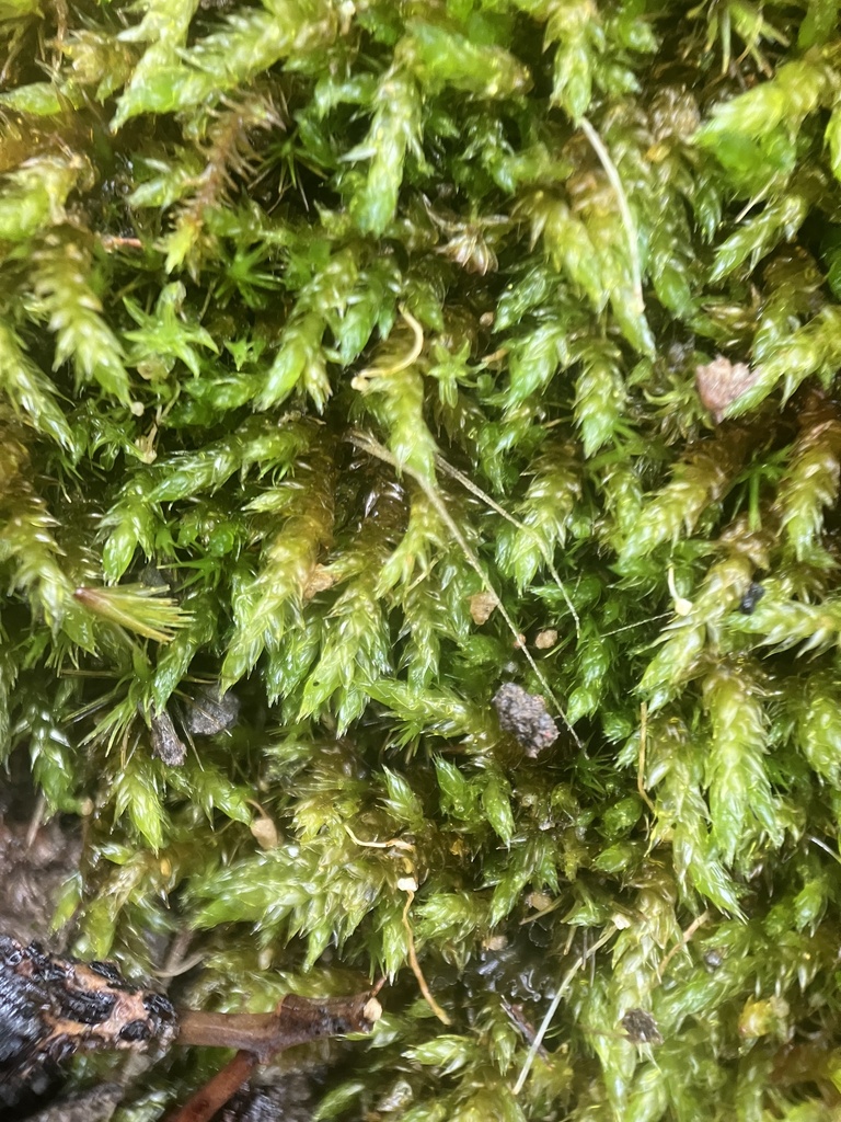 Bronze Moss from Belair National Park, Belair, SA, AU on April 30, 2023 ...