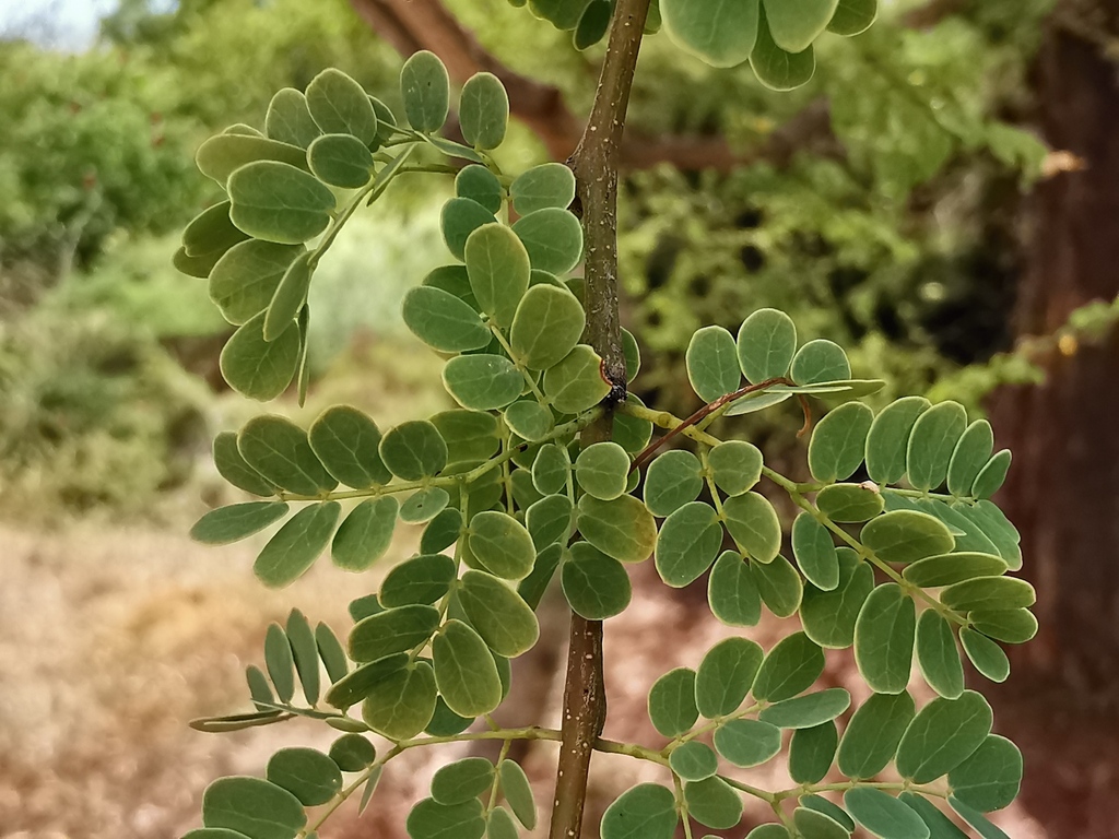 (Senegalia modesta) - Botanical Realm
