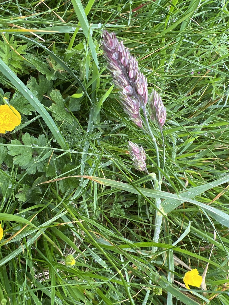 Poeae from Summerleaze Crescent, Bude, England, GB on 30 April, 2023 at ...
