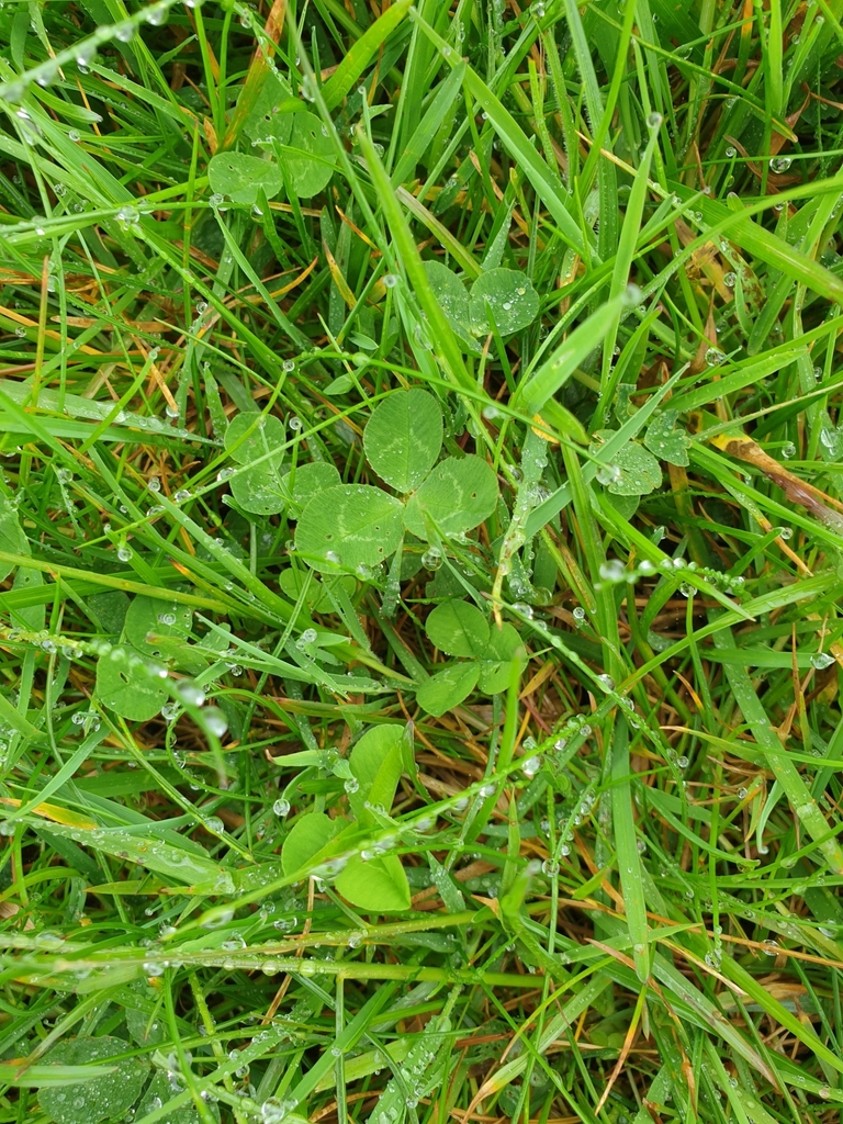 white clover from Bude EX23 8HN, UK on April 30, 2023 at 10:06 AM by ...