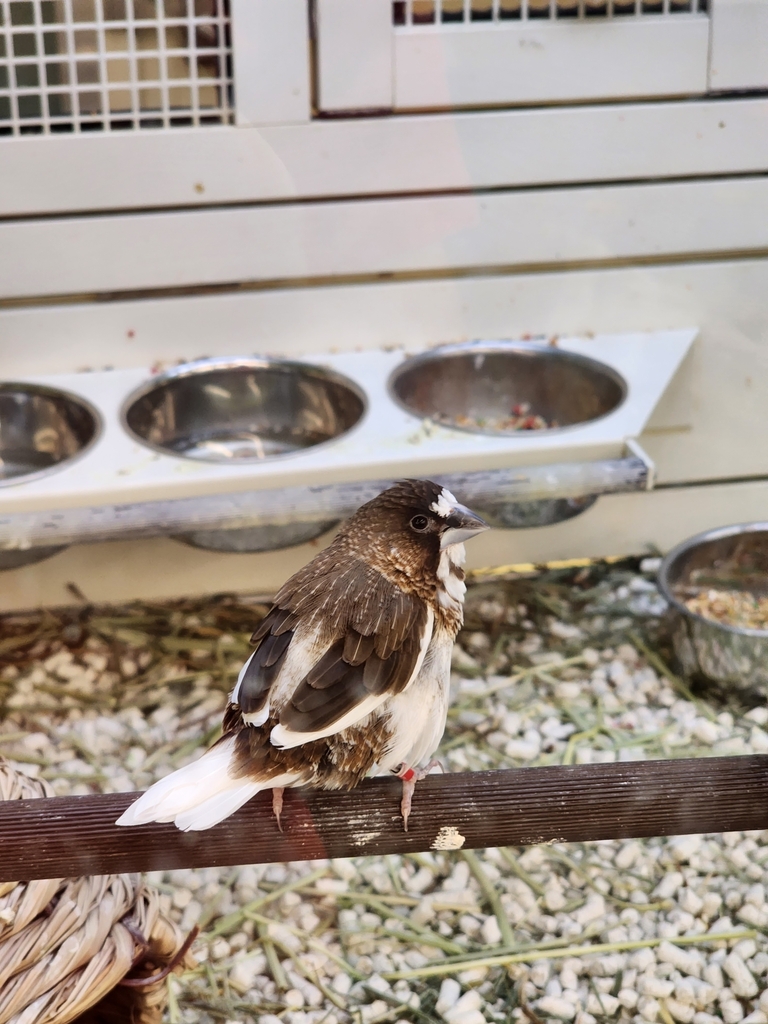 Perching Birds from Metro Towne Center, Phoenix, AZ 85029, USA on April ...
