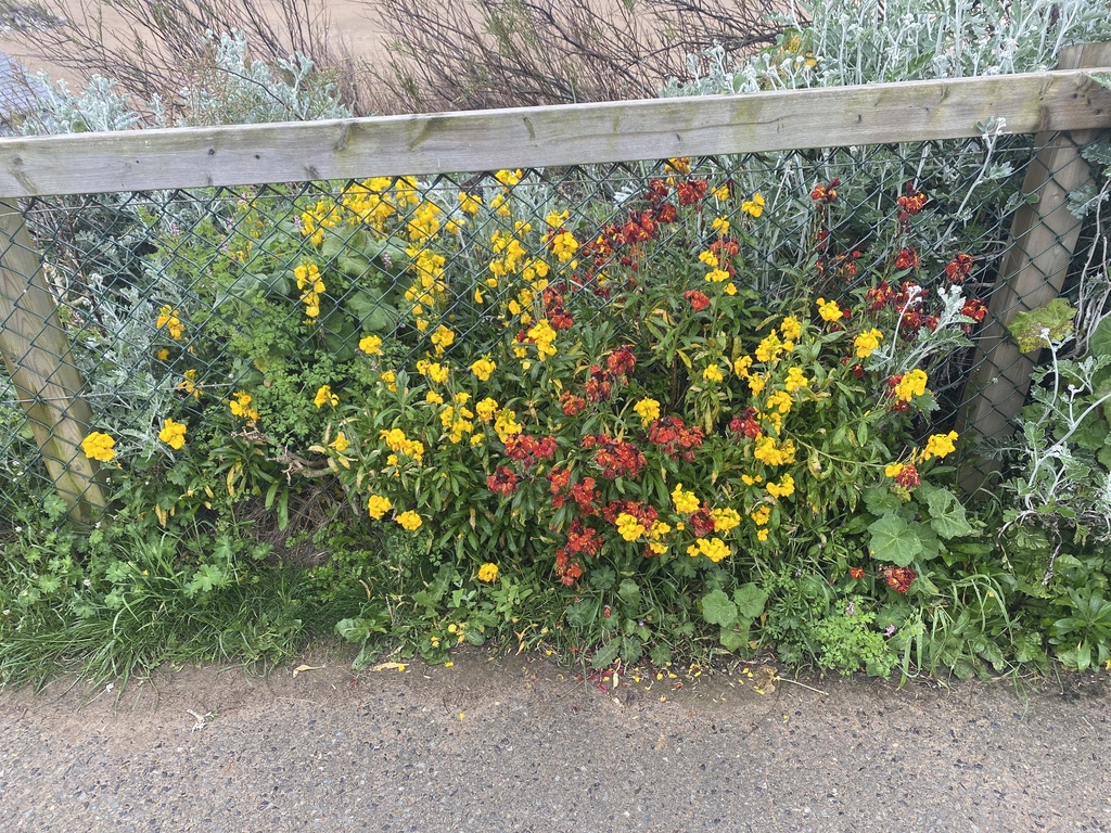 Wallflower from South West Coast Path, Bude, England, GB on April 30 ...