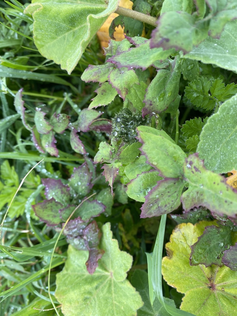 sow thistles from South West Coast Path, Bude, England, GB on April 30 ...