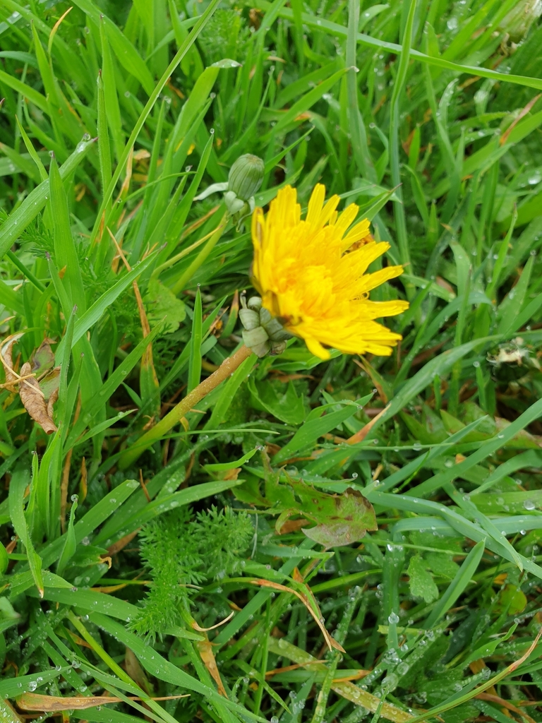common dandelion from Bude EX23 8HN, UK on April 30, 2023 at 10:18 AM ...
