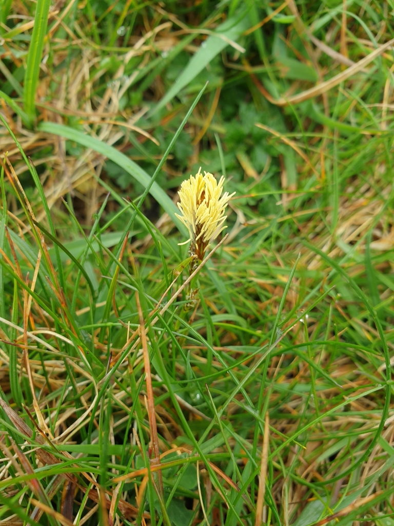 spring sedge from Bude EX23 8HN, UK on April 30, 2023 at 10:26 AM by ...
