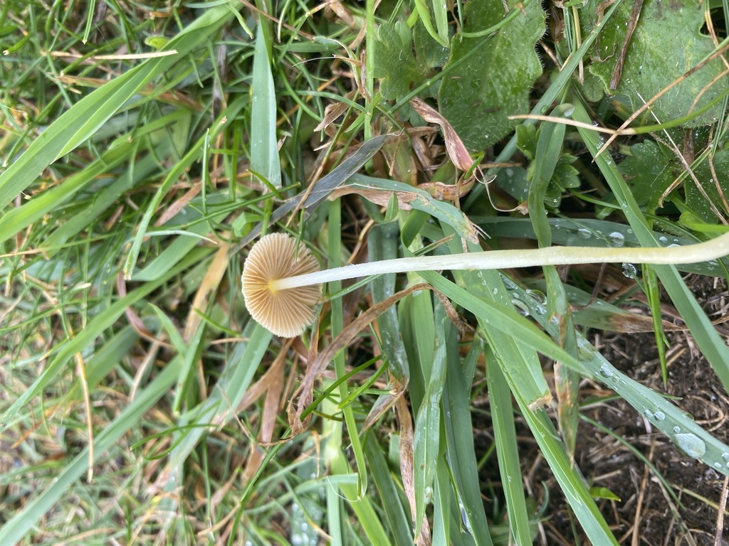 Bolbitius from South West Coast Path, Bude, England, GB on 30 April ...