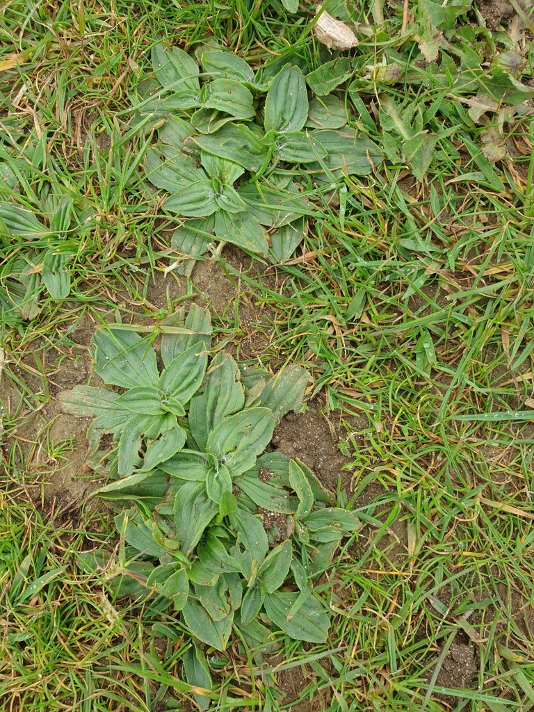 Hoary Plantain from Bude Sea pool EX23 8HN, UK on April 30, 2023 at 10: ...