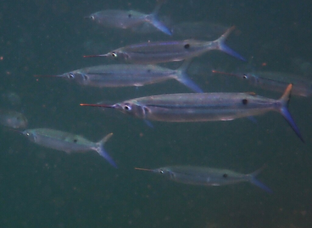 Southern Garfish from Queensland, Australia on August 02, 2022 at 12:26 ...