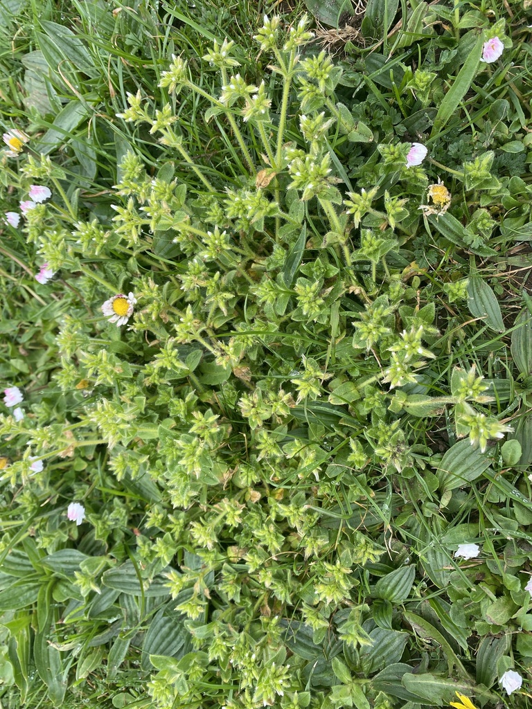 Sticky mouse-ear chickweed from South West Coast Path, Bude, England ...