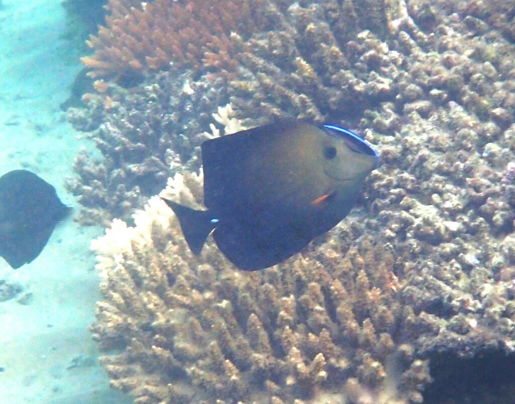 Brown Tang from Queensland, Australia on September 07, 2022 at 12:15 PM ...
