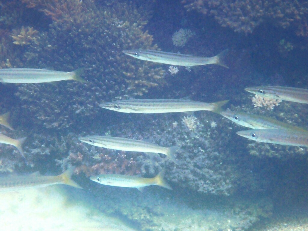 Striped Barracuda from Queensland, Australia on September 07, 2022 at ...