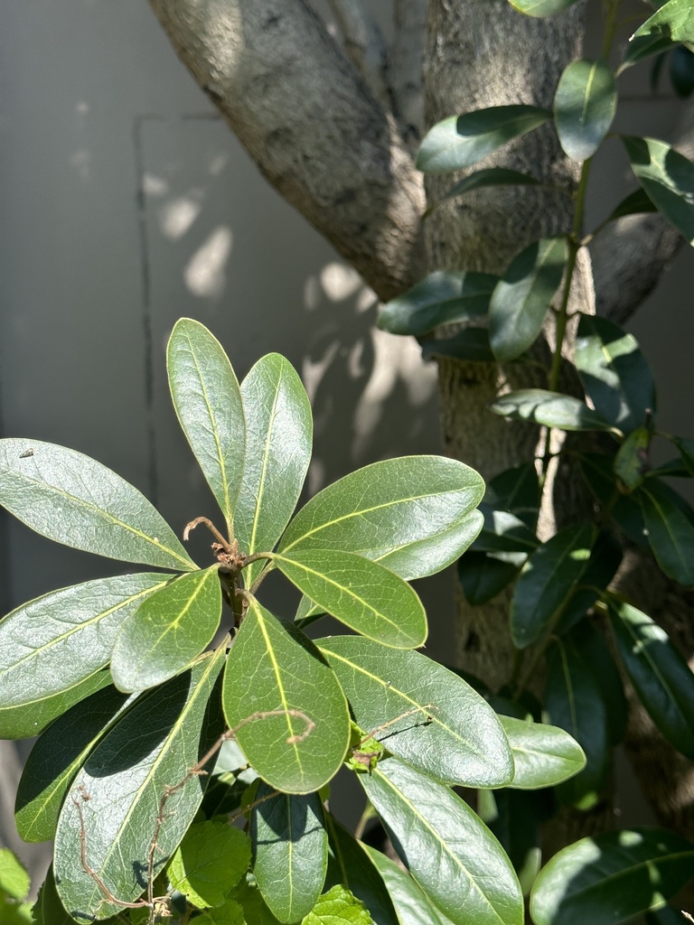 Mountain Guarri from Grassland Crescent, Centurion, GP, ZA on April 30 ...