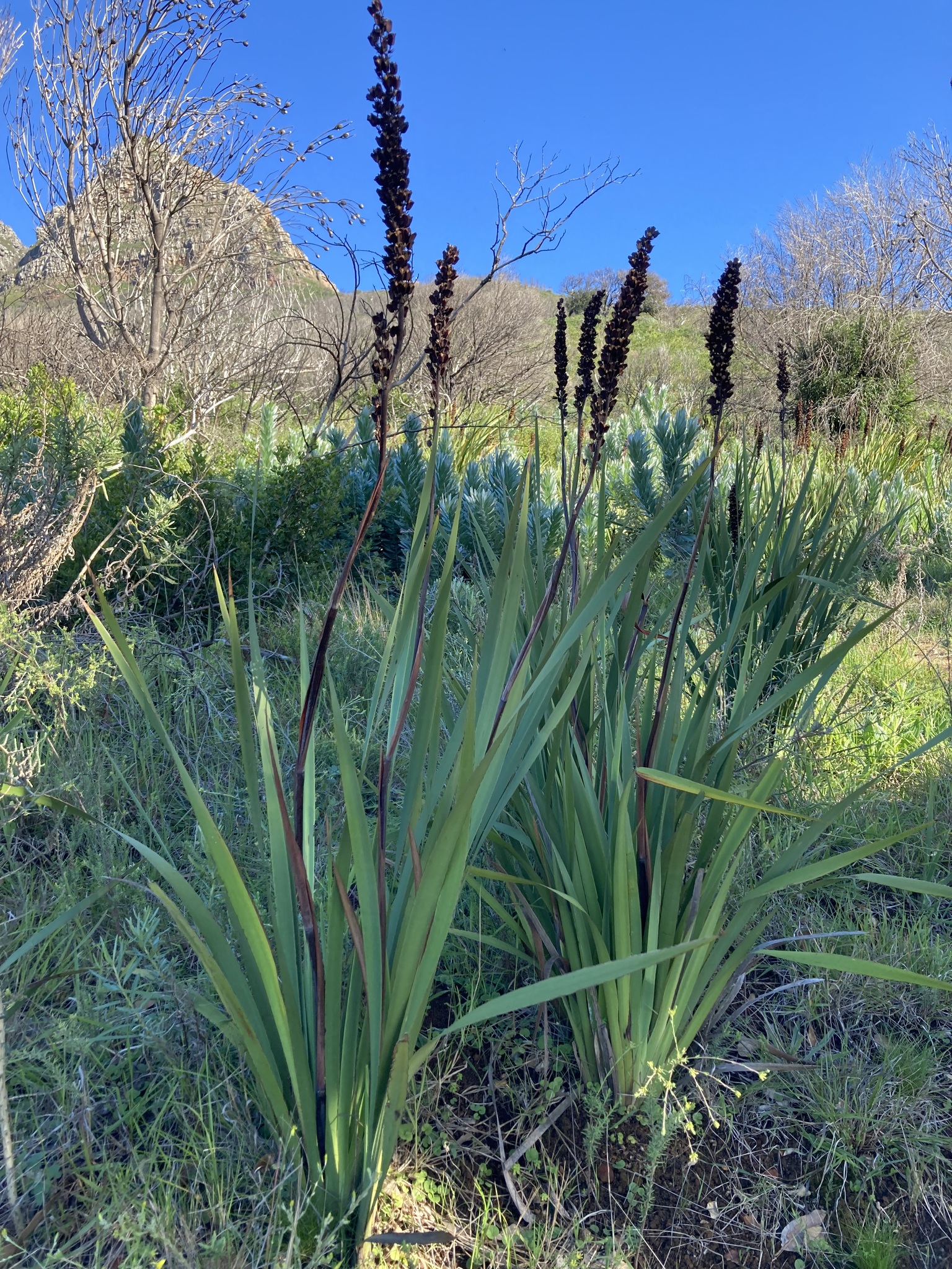 Aristea capitata (L.) Ker Gawl.