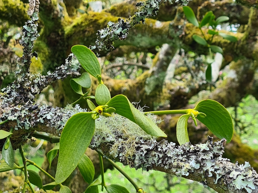 European mistletoe from Saltash PL12 6TA, UK on April 29, 2023 at 01:16 ...