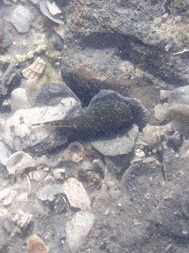 Skilletfish (Gobiesox strumosus) - Marine Life Identification