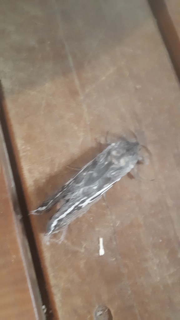 Bardi Moth from Narrandera NSW 2700, Australia on April 30, 2023 at 07: ...