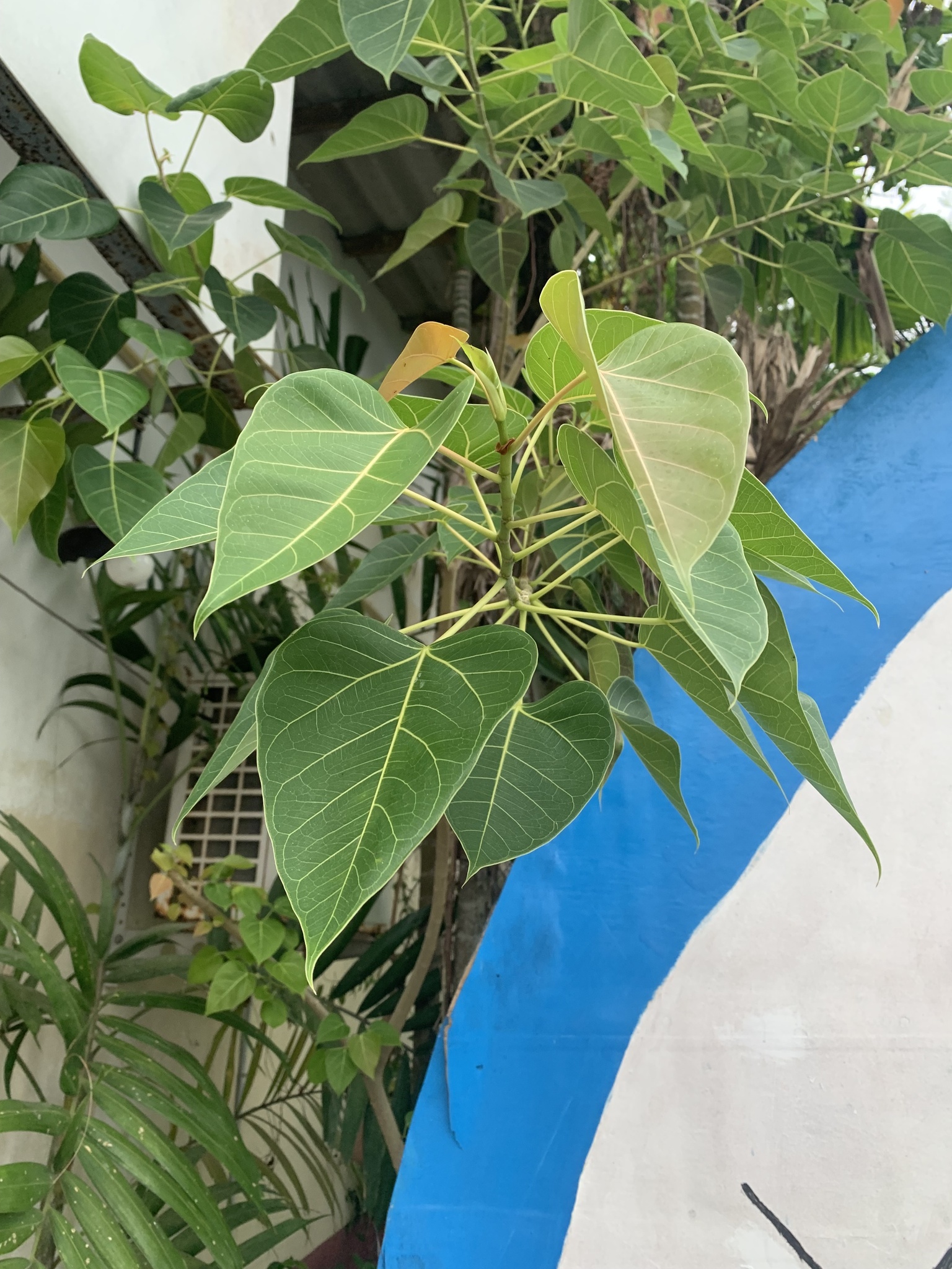 Ficus rumphii Blume