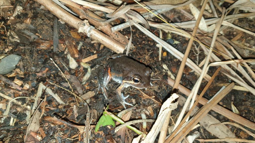 Northern Banjo Frog from Glenwood QLD 4570, Australia on April 30, 2023 ...