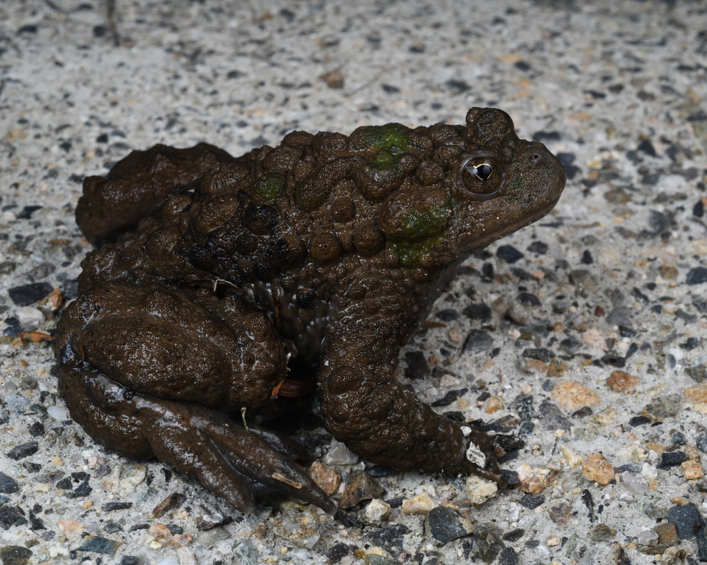 Large-webbed Bell Toad from 腾冲市, 保山市, 云南省, CN on April 10, 2023 at 10: ...