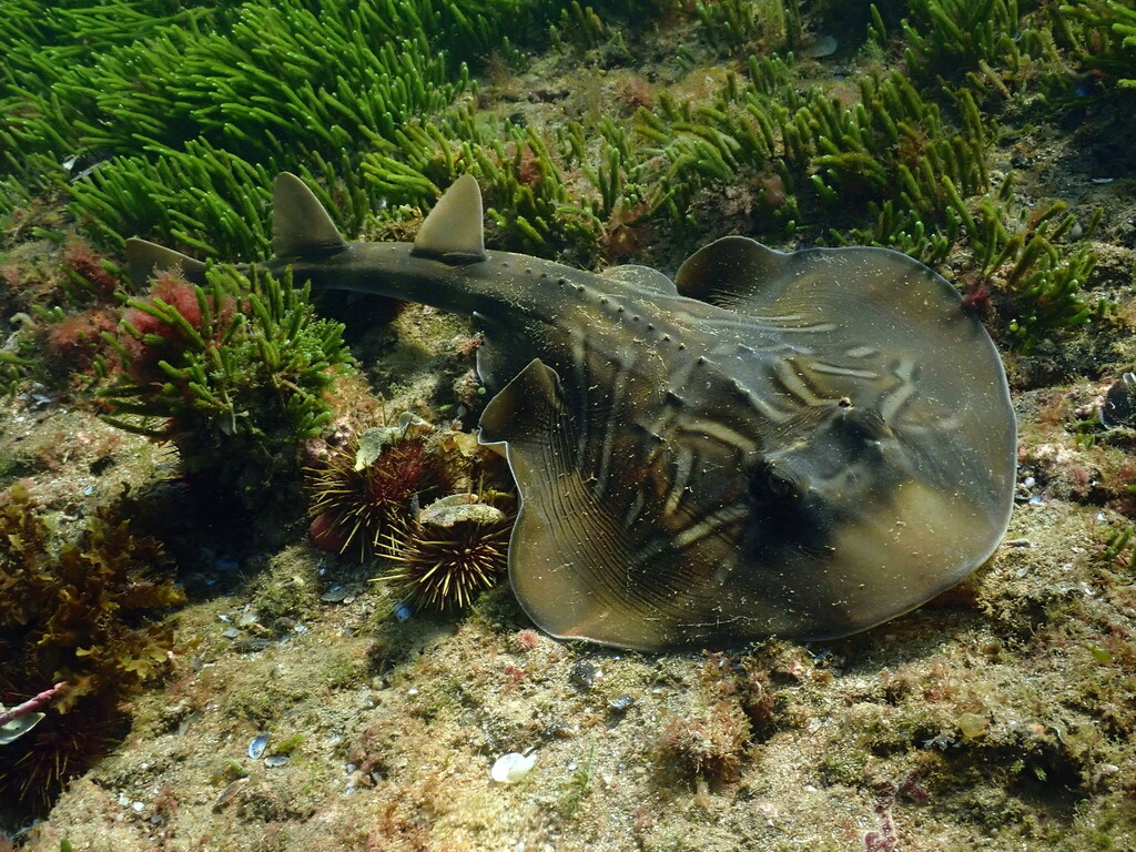 Southern Fiddler from Port Phillip Bay, Beaumaris VIC 3193, Australia ...