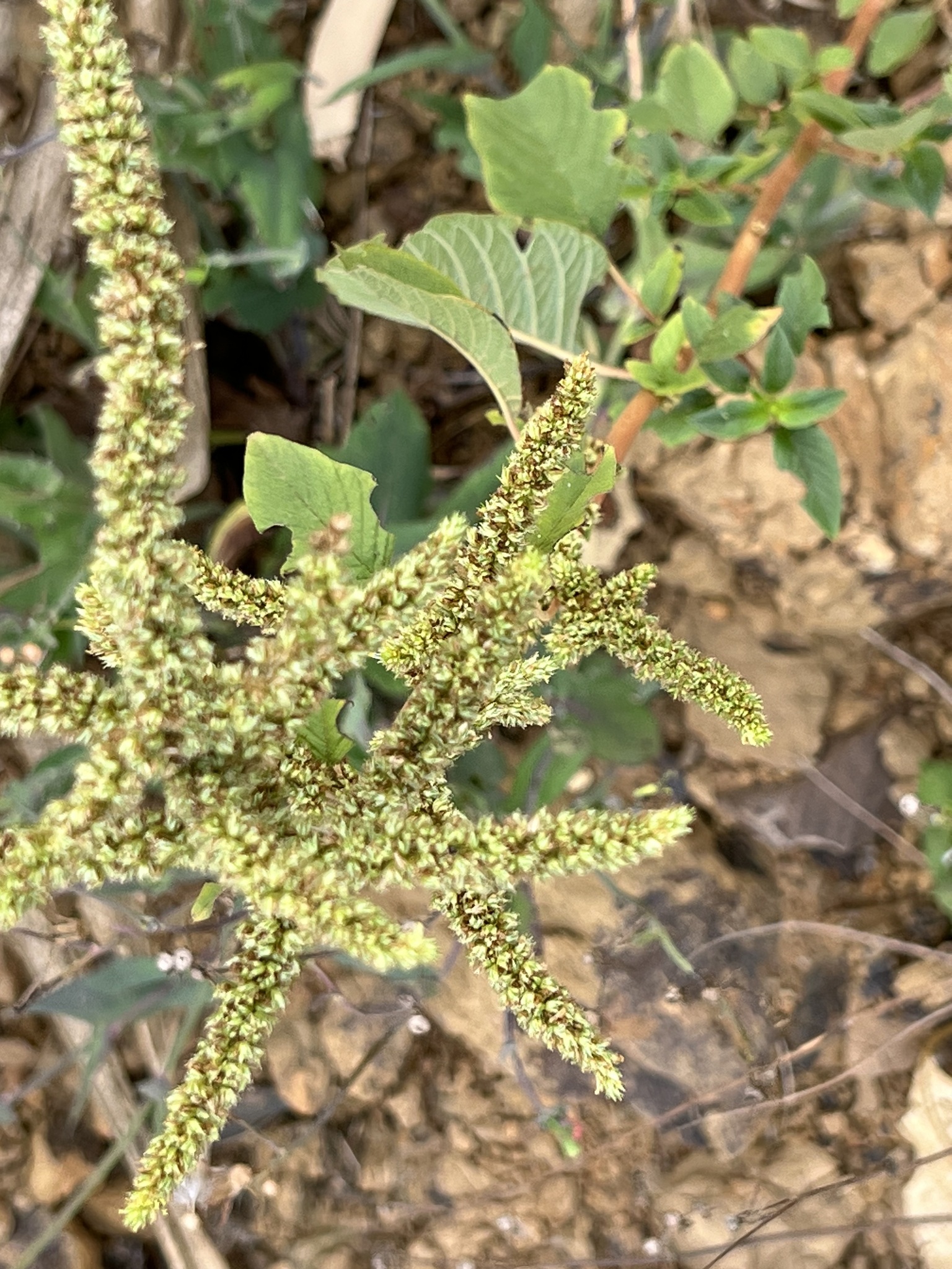 Amaranthus hybridus L.