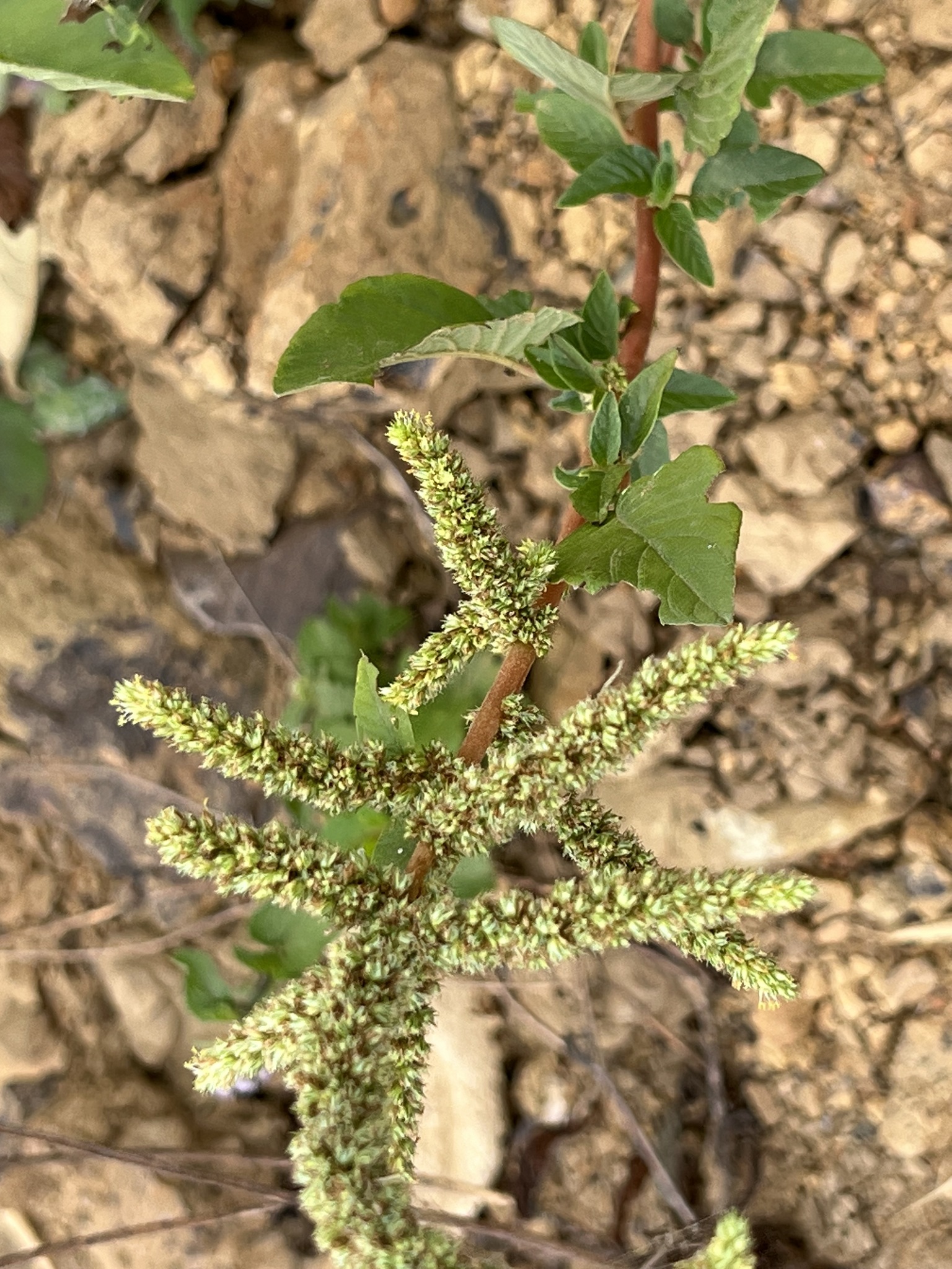 Amaranthus hybridus L.
