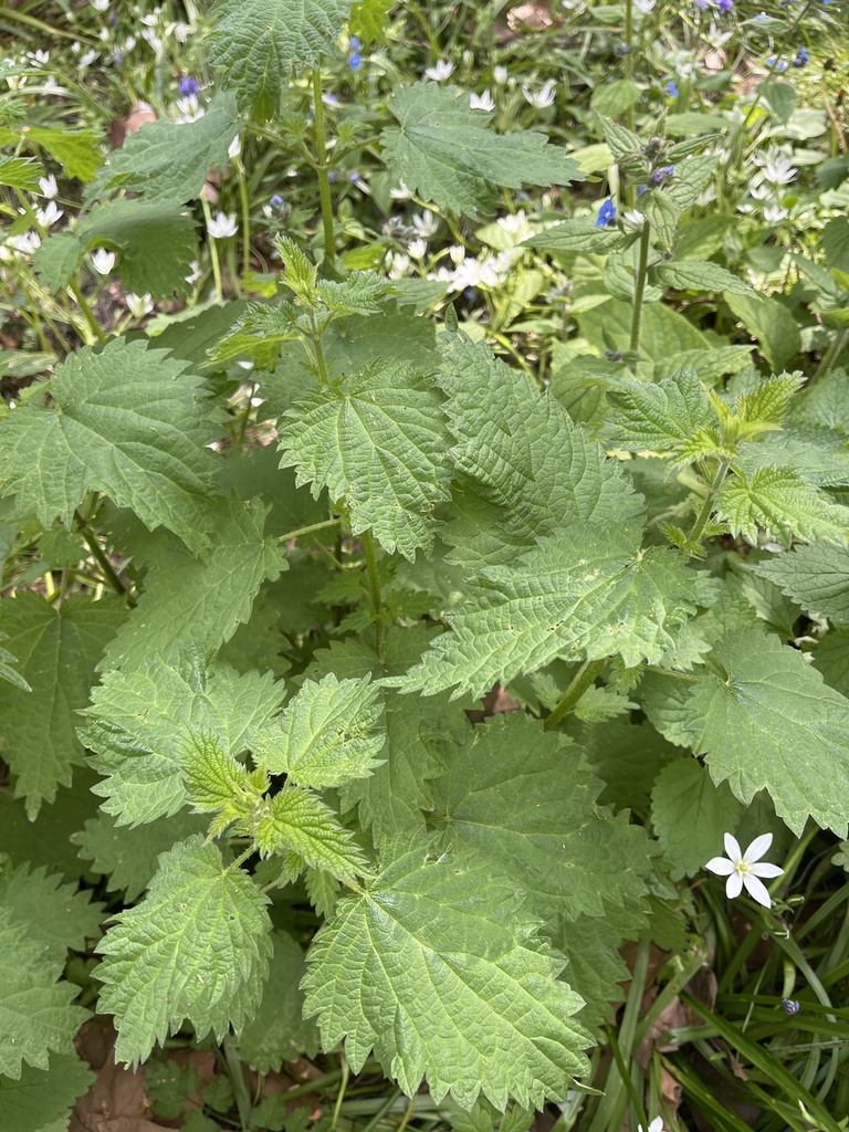 great stinging nettle from City Road, London, England, GB on April 30 ...
