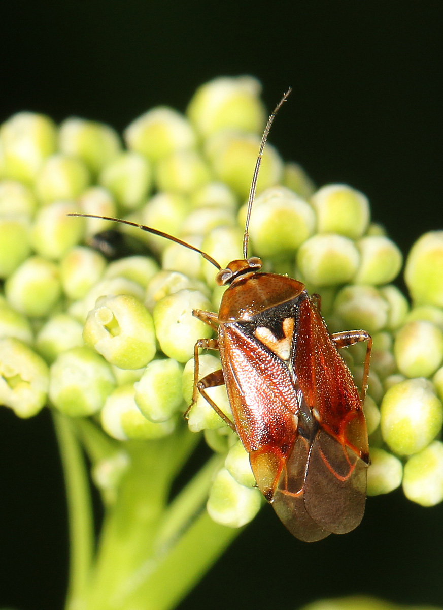 Lygus pratensis (Linnaeus, 1758)