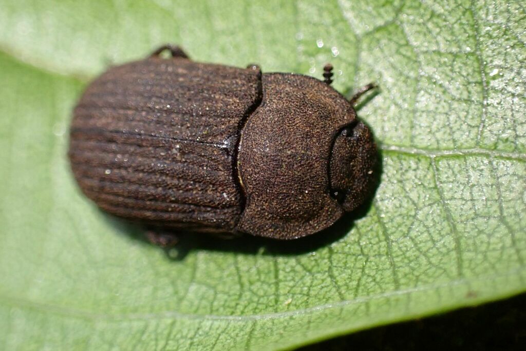 Dusty Surface Beetles from Sabiepark, Sabie Park, 1260, South Africa on ...