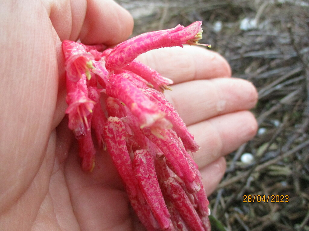 Dotted Viooltjie from Cape Farms, Cape Town, South Africa on April 28 ...