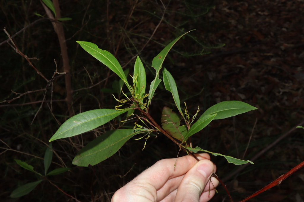 Common Hop Bush from Berkshire Park NSW 2765, Australia on April 30 ...