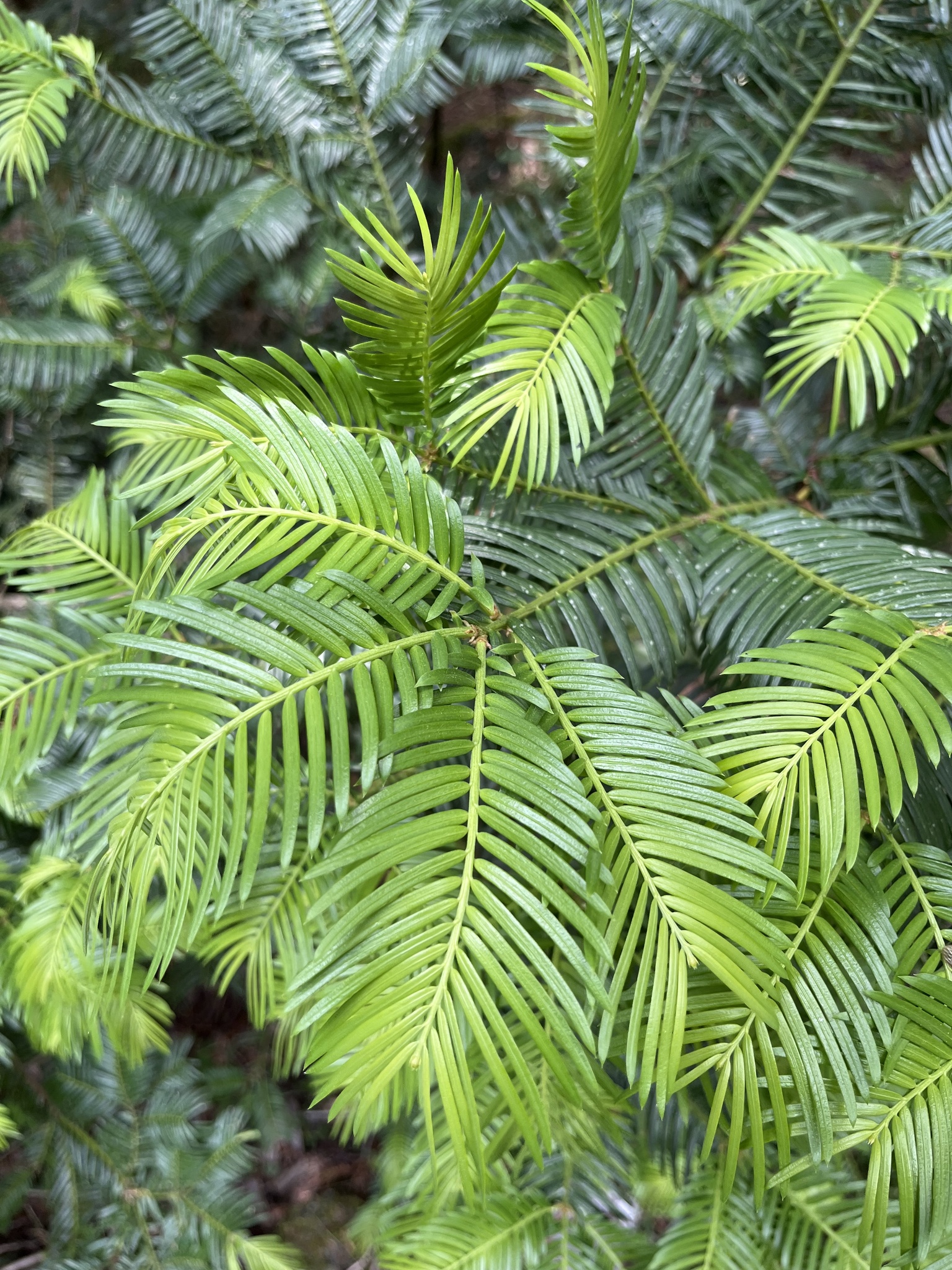 Cephalotaxus harringtonii (Knight ex J.Forbes) K.Koch