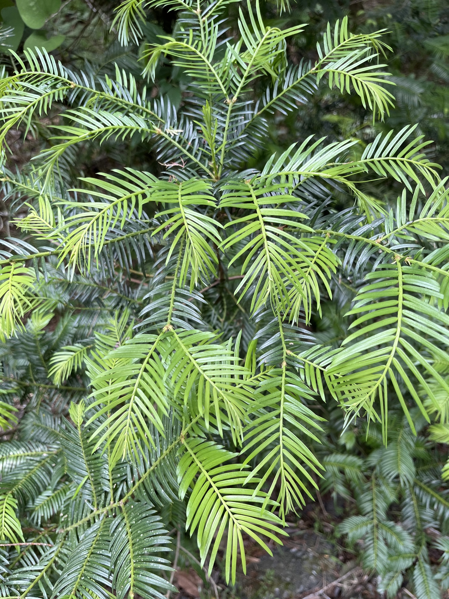 Cephalotaxus harringtonii (Knight ex J.Forbes) K.Koch