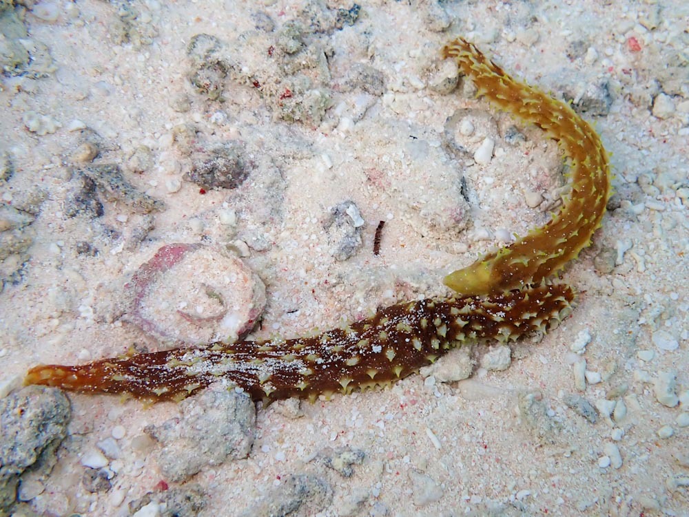 Holothuria hilla Lesson, 1830