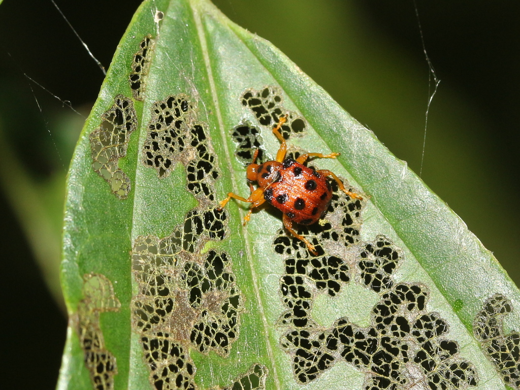 Agomadaranus pardaloides (Voss, 1924)