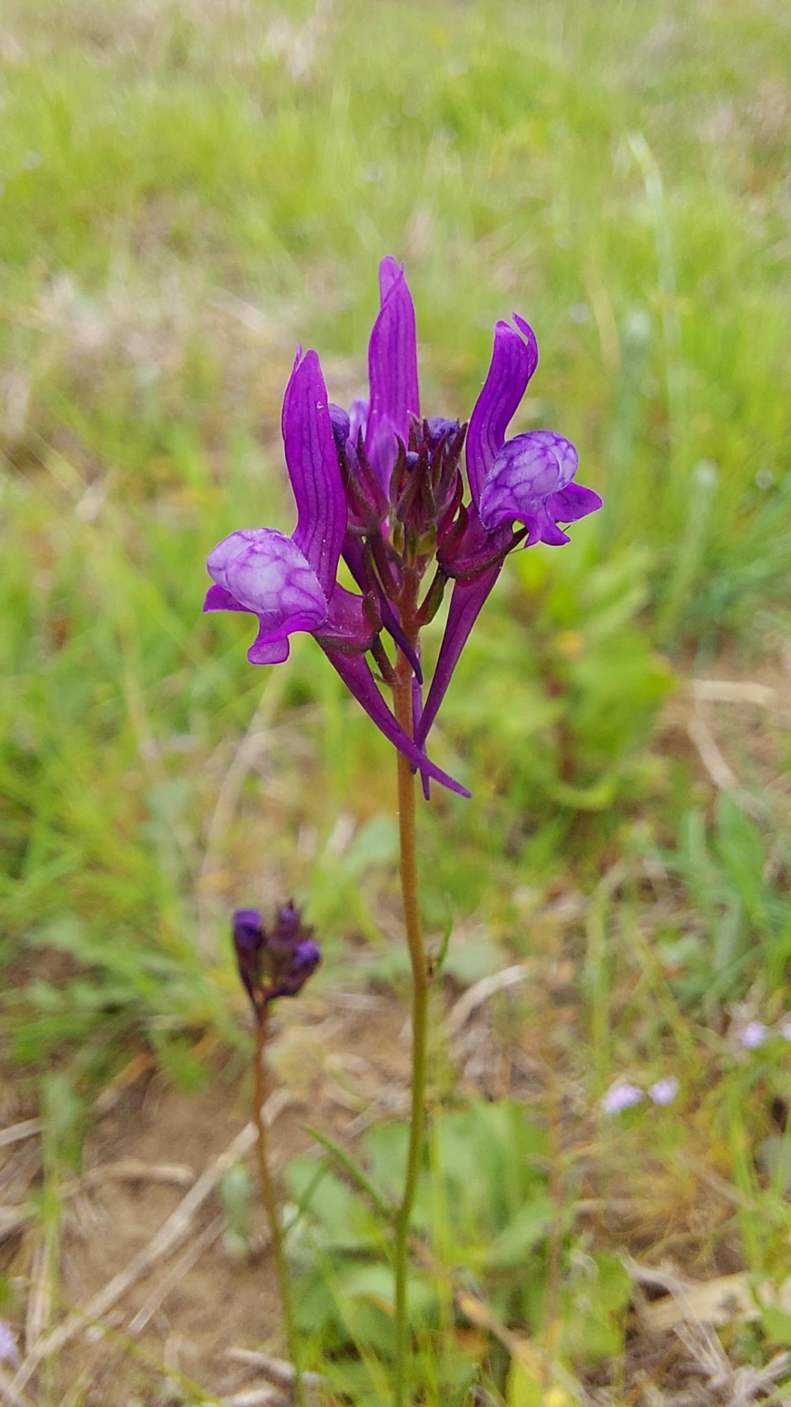 Linaria pelisseriana (L.) Mill.