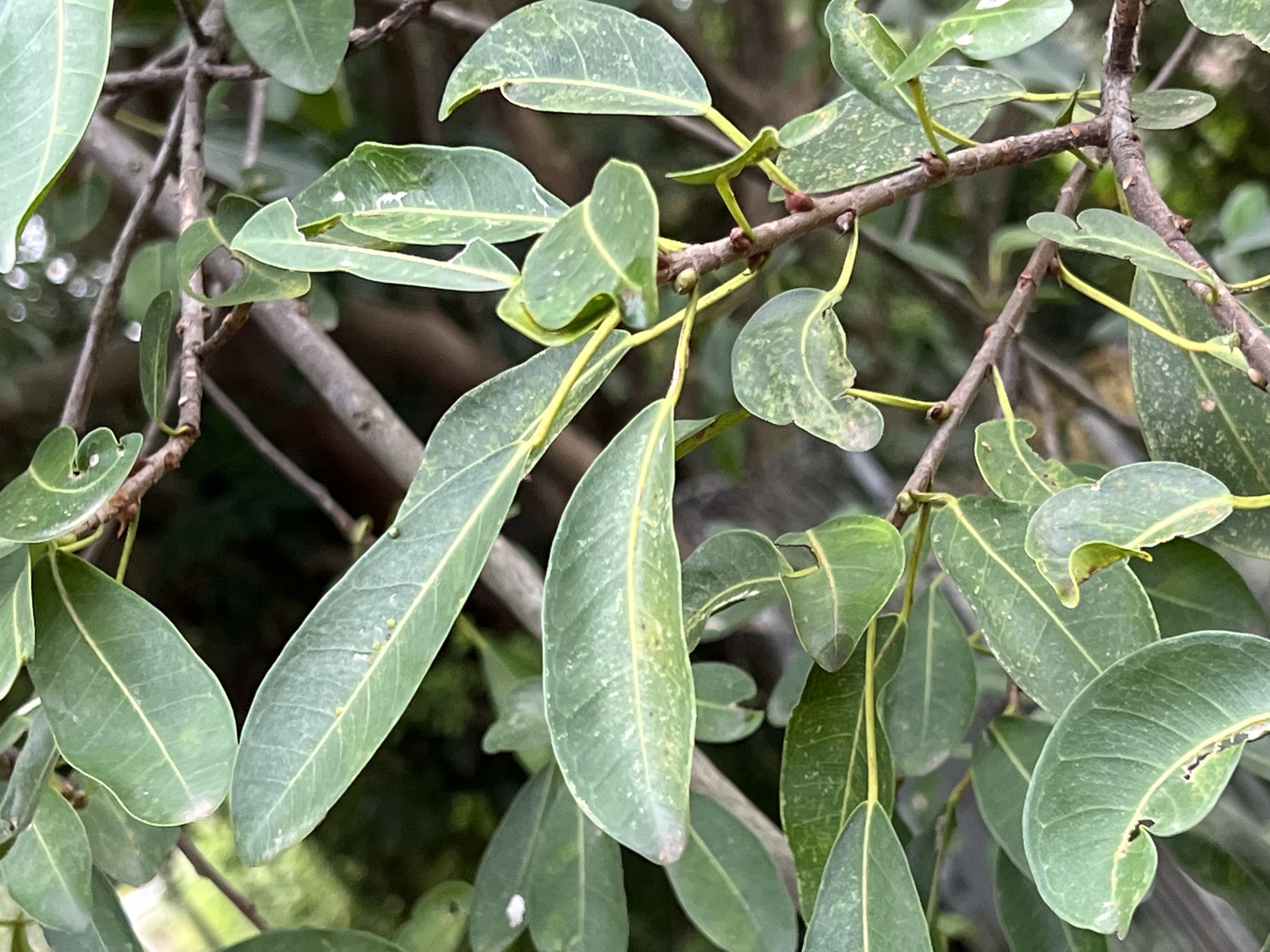 Ficus thonningii Blume