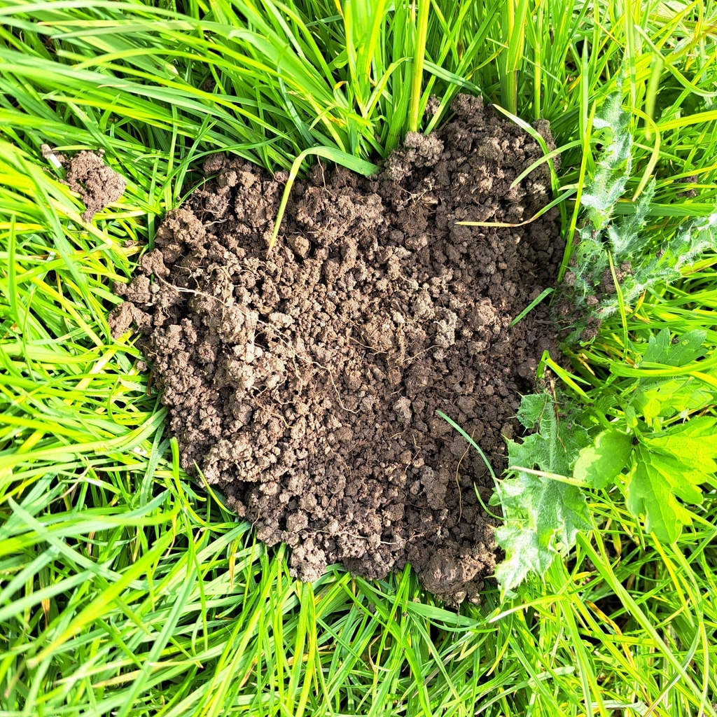 European Mole from Hull HU8, UK on April 30, 2023 at 11:01 AM by Robin ...