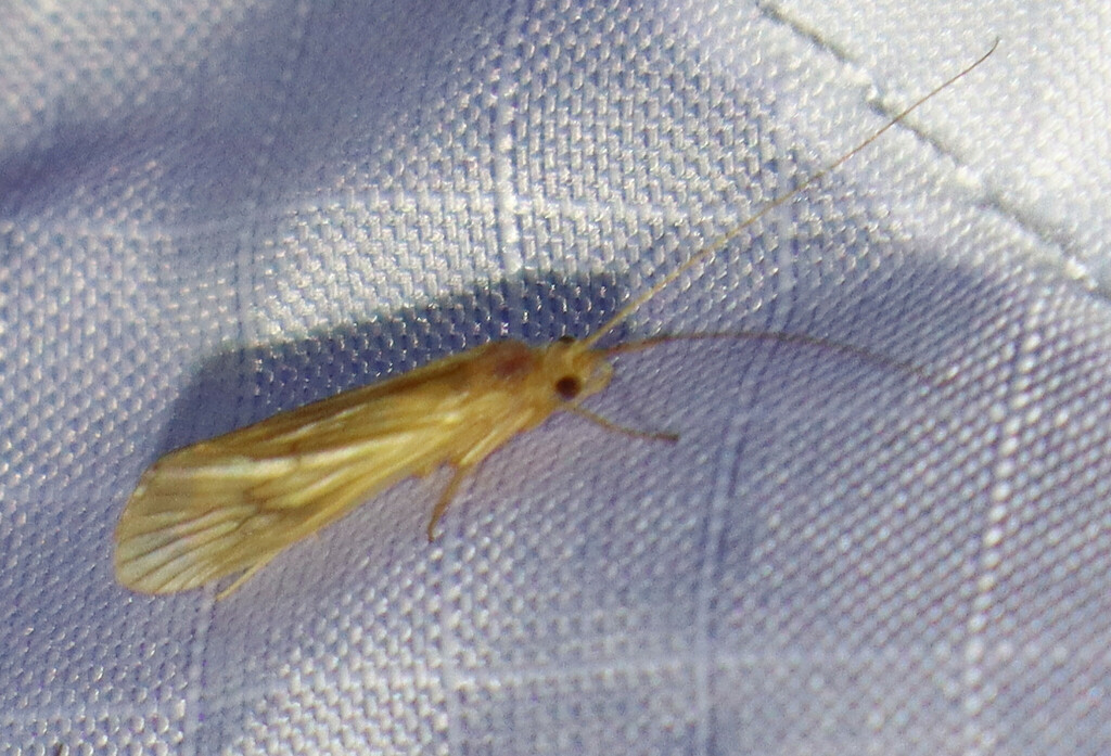 Potamyia flava from Frisco, TX, USA on April 29, 2023 at 09:02 PM by ...