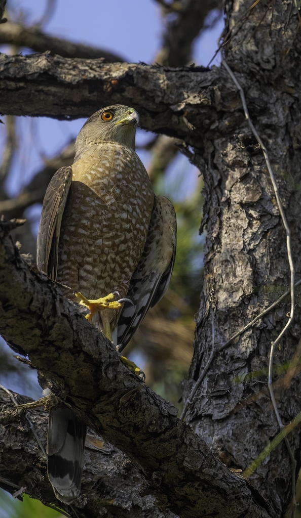 Cooper's Hawk from 3400 S Seacrest Blvd, Boynton Beach, FL 33435, USA ...