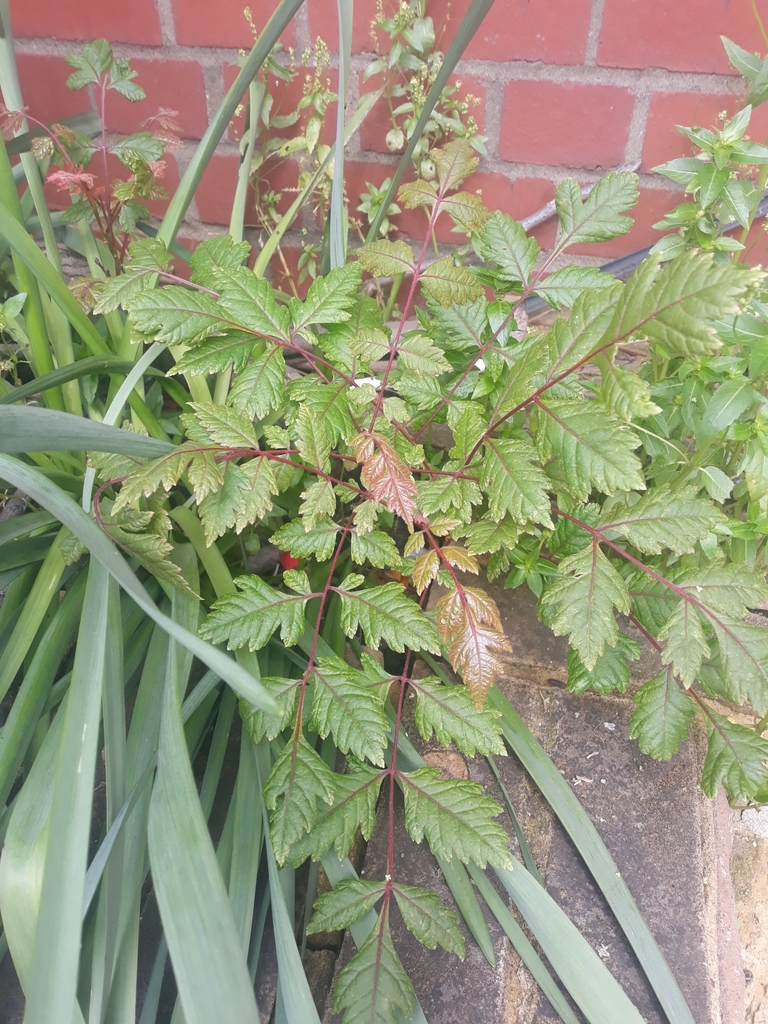 golden rain tree from Ferndale Crescent (Stop BT), Uxbridge UB8 2AG, UK ...