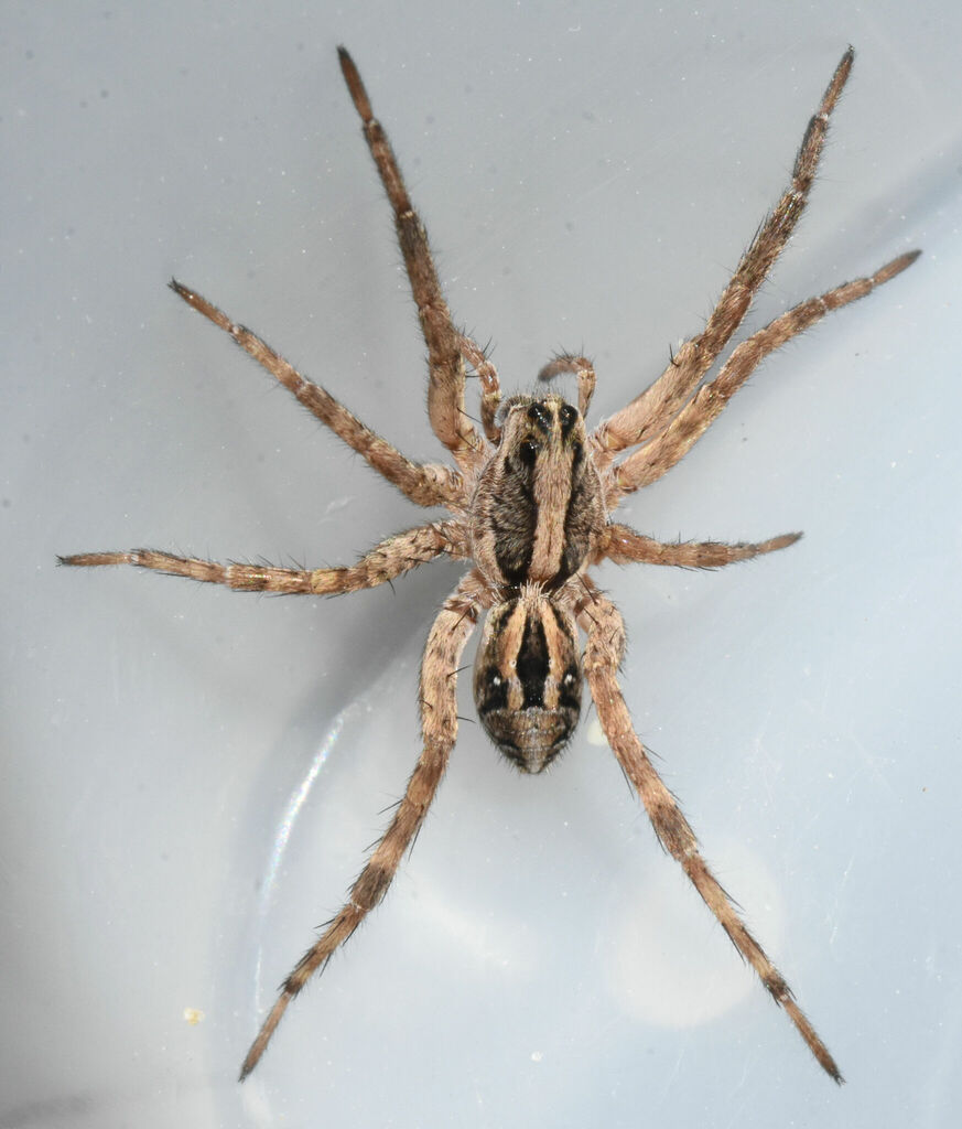 lance wolf spider from Milam County, TX, USA on April 28, 2023 at 01:38 ...