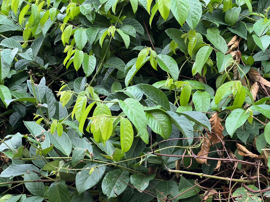 Combretum racemosum from eThekwini, KwaZulu-Natal, South Africa on ...