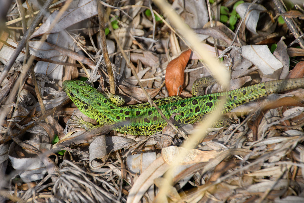 Sand Lizard from Vysokogorskiy rayon, Tatarstan, Russia on April 20 ...