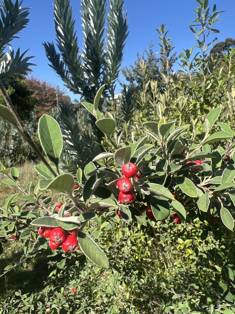 Maleae from Wynberg Park, Cape Town, WC, ZA on April 30, 2023 at 01:40 ...