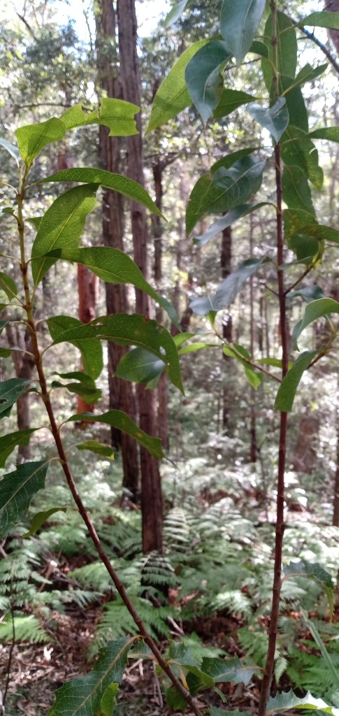 Woody Pear from Hazelbrook NSW 2779, Australia on April 28, 2023 at 02: ...