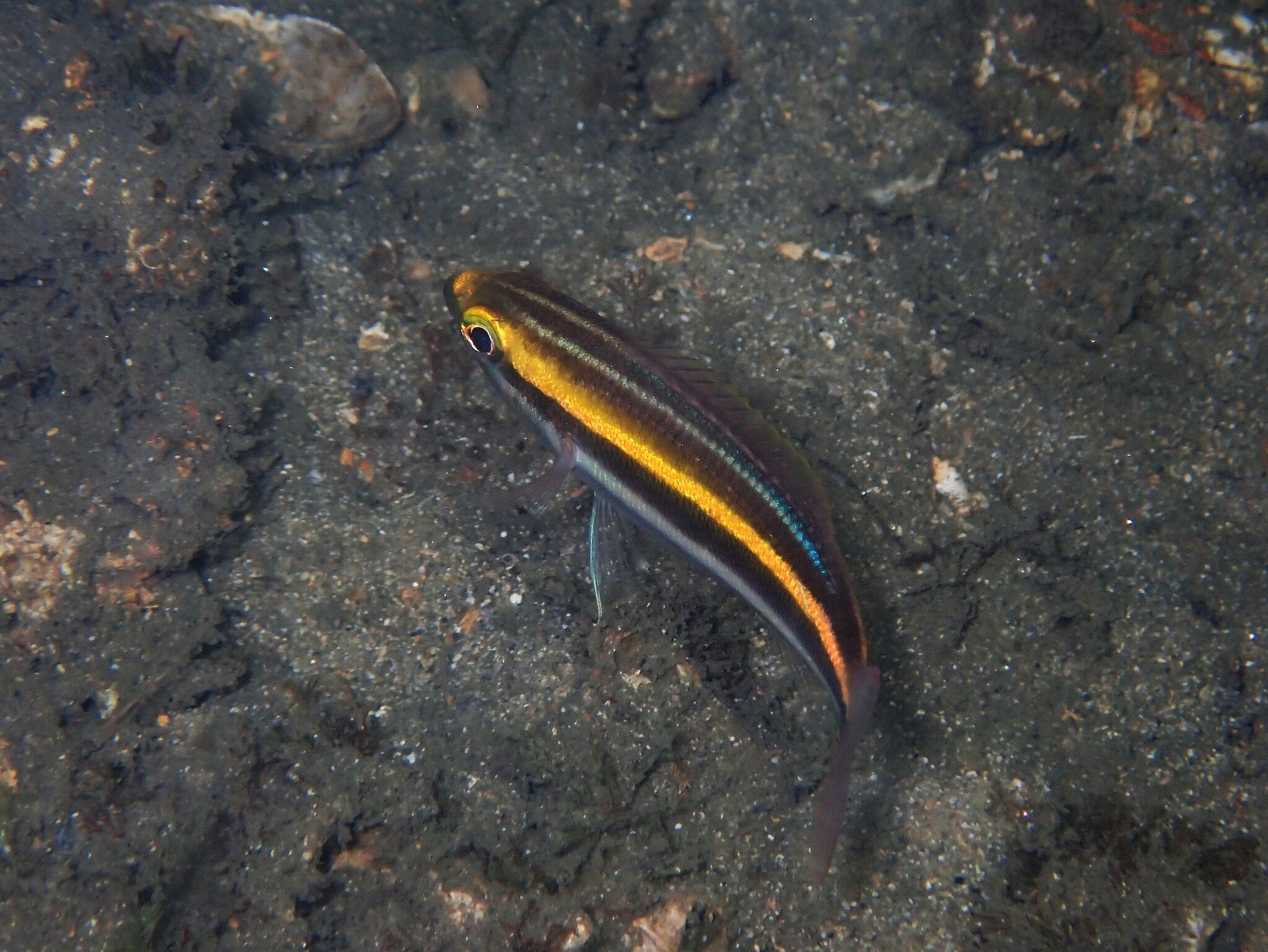 Pentapodus paradiseus (Günther, 1859)