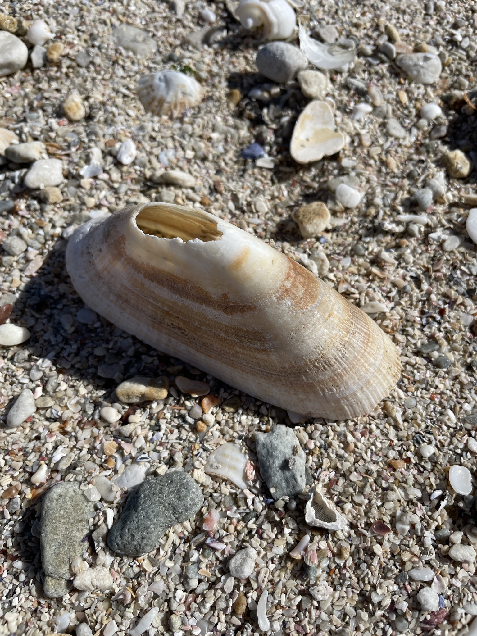 Cymbula compressa (Linnaeus, 1758)